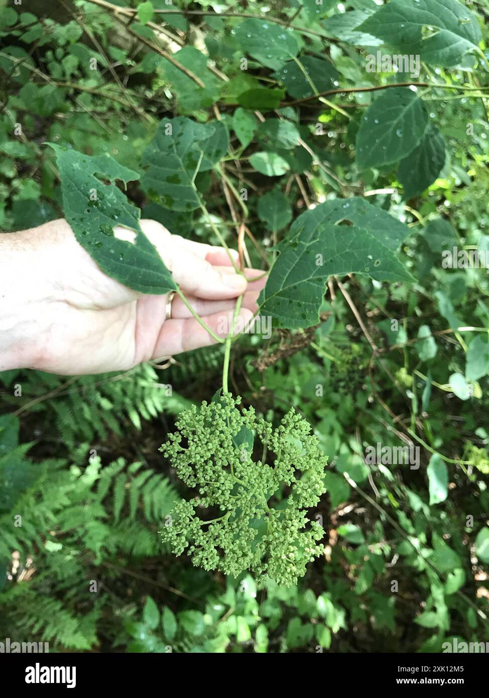 wild hydrangea (Hydrangea arborescens) Plantae Stock Photo - Alamy
