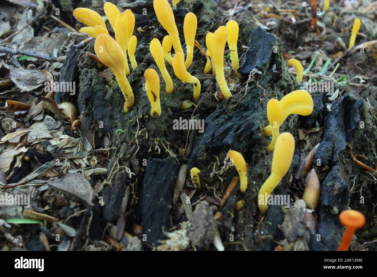 Earthtongue hi-res stock photography and images - Alamy