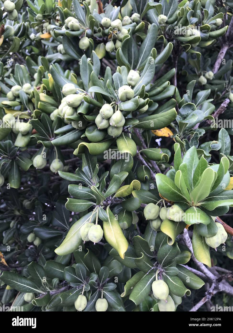 Japanese cheesewood (Pittosporum tobira) Plantae Stock Photo - Alamy