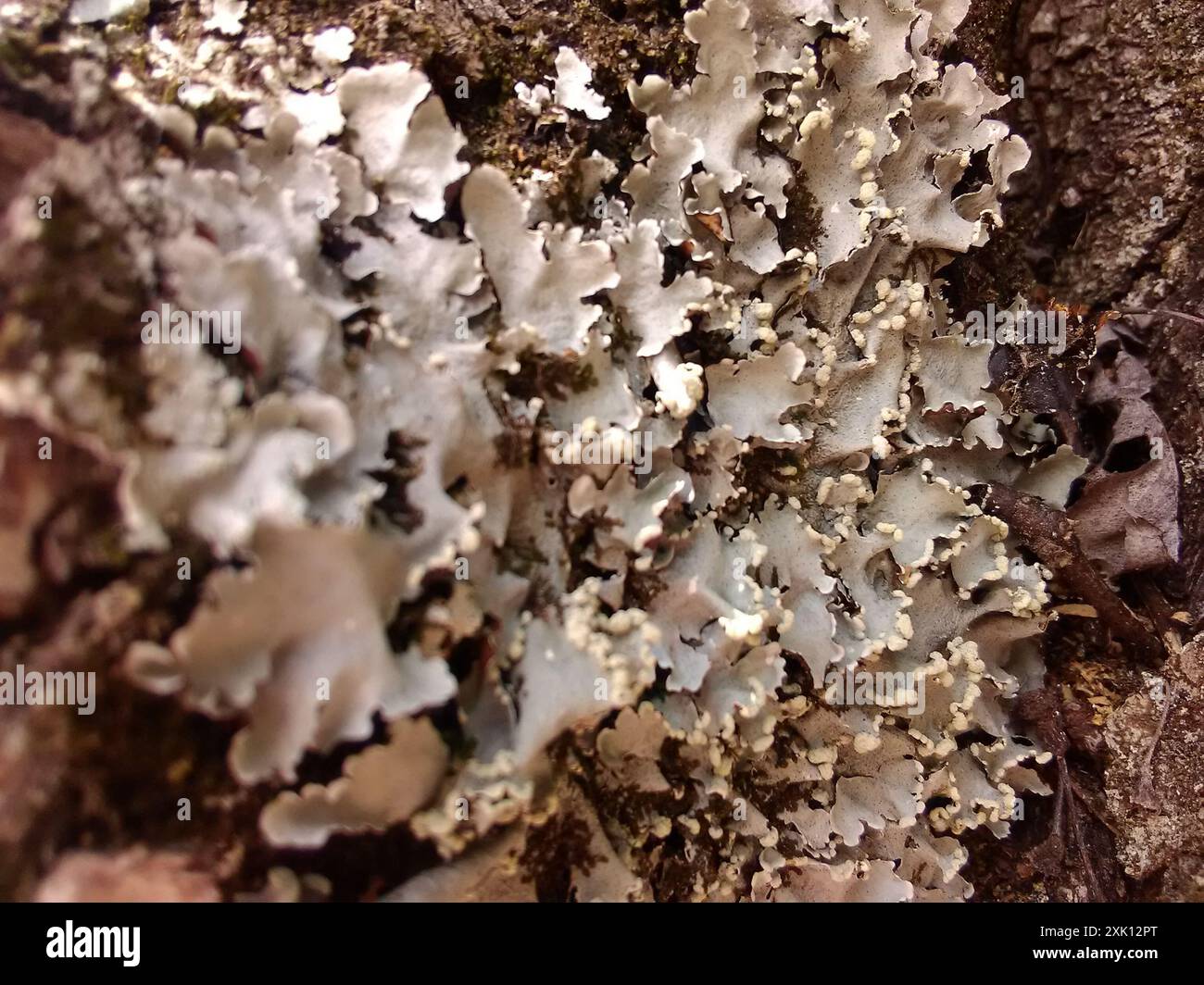 Black Sheet Lichen (Parmotrema reticulatum) Fungi Stock Photo - Alamy