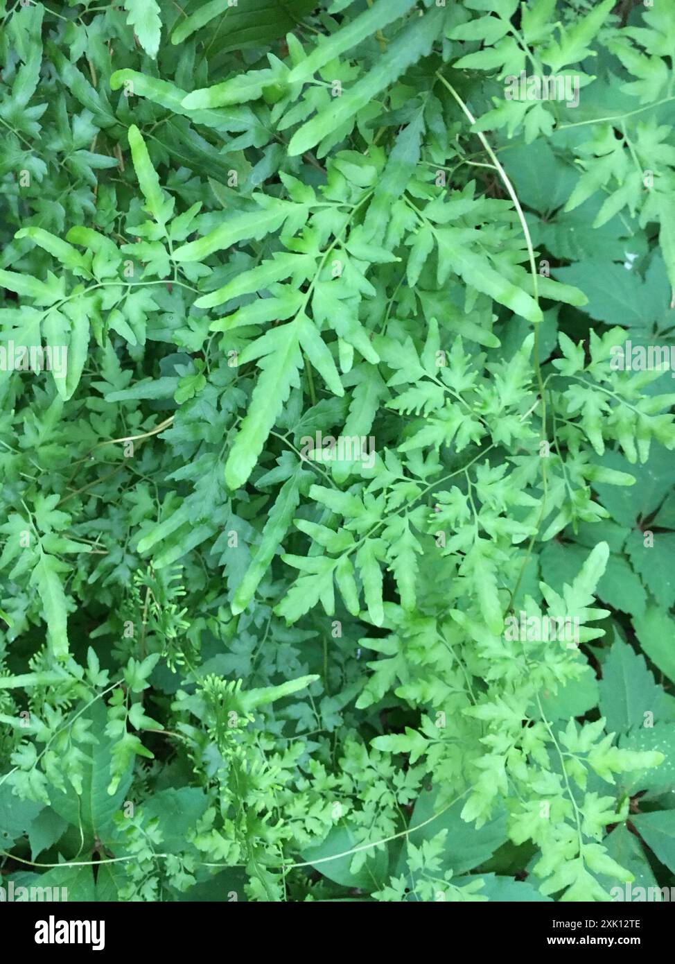 Japanese climbing fern (Lygodium japonicum) Plantae Stock Photo - Alamy