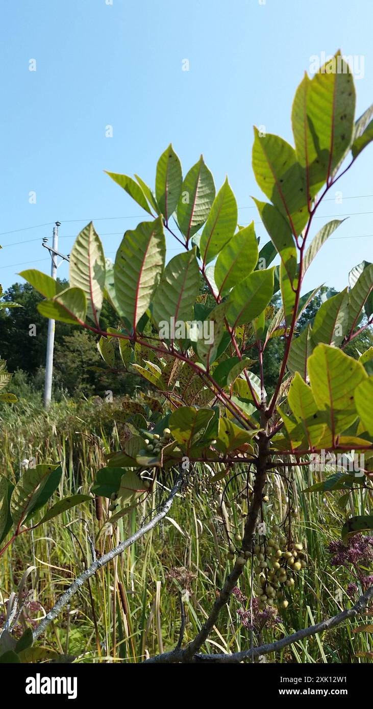 poison sumac (Toxicodendron vernix) Plantae Stock Photo - Alamy