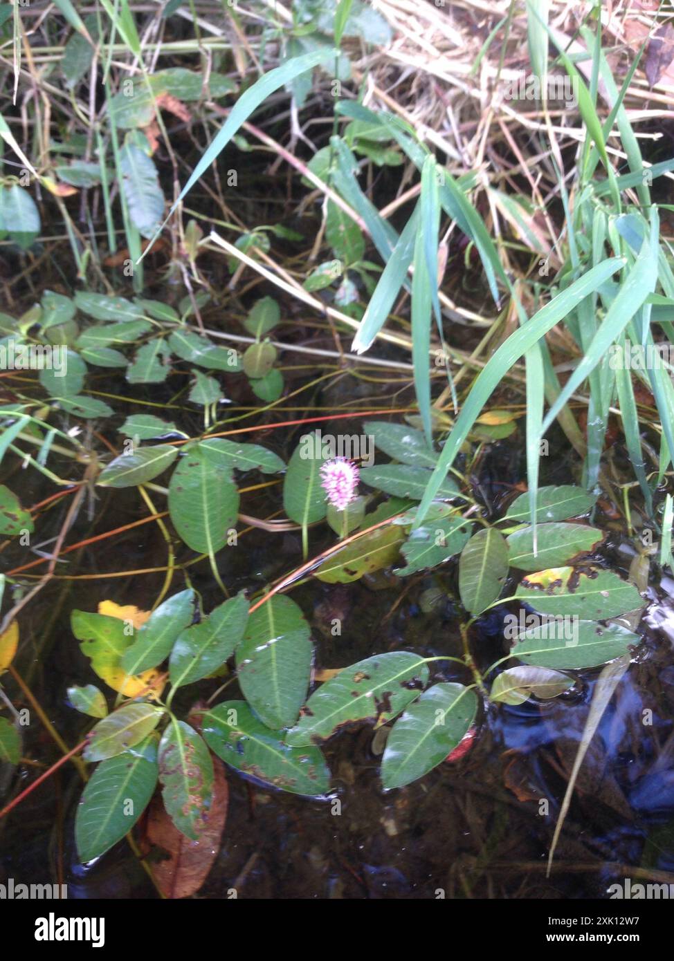 water smartweed (Persicaria amphibia) Plantae Stock Photo - Alamy