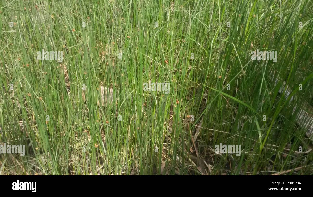 grasses, sedges, cattails, and allies (Poales) Plantae Stock Photo - Alamy