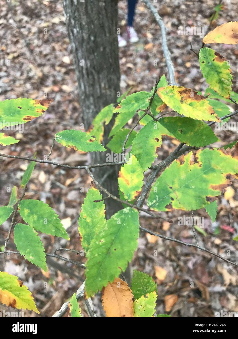 Winged Elm (Ulmus alata) Plantae Stock Photo - Alamy