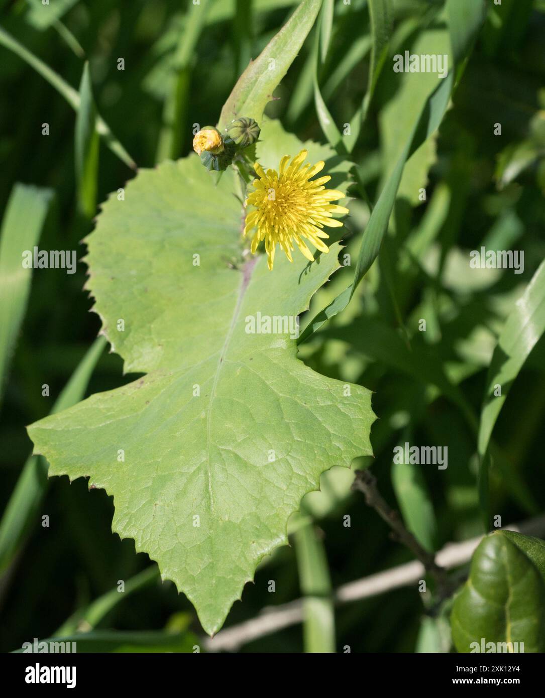 Common Sow-thistle (Sonchus oleraceus) Plantae Stock Photo - Alamy