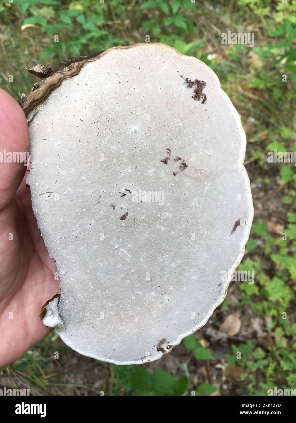 artist's bracket (Ganoderma applanatum) Fungi Stock Photo - Alamy