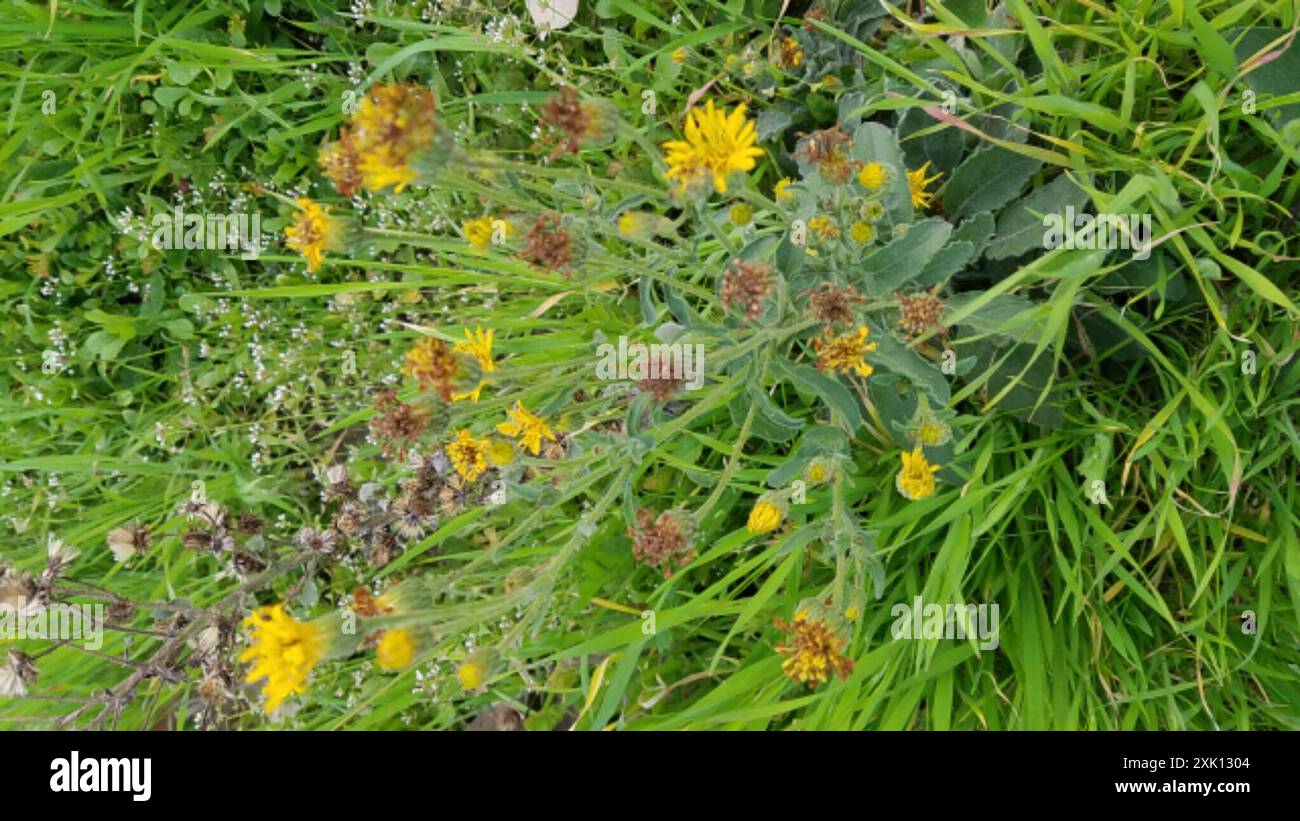 Telegraphweed (Heterotheca grandiflora) Plantae Stock Photo - Alamy