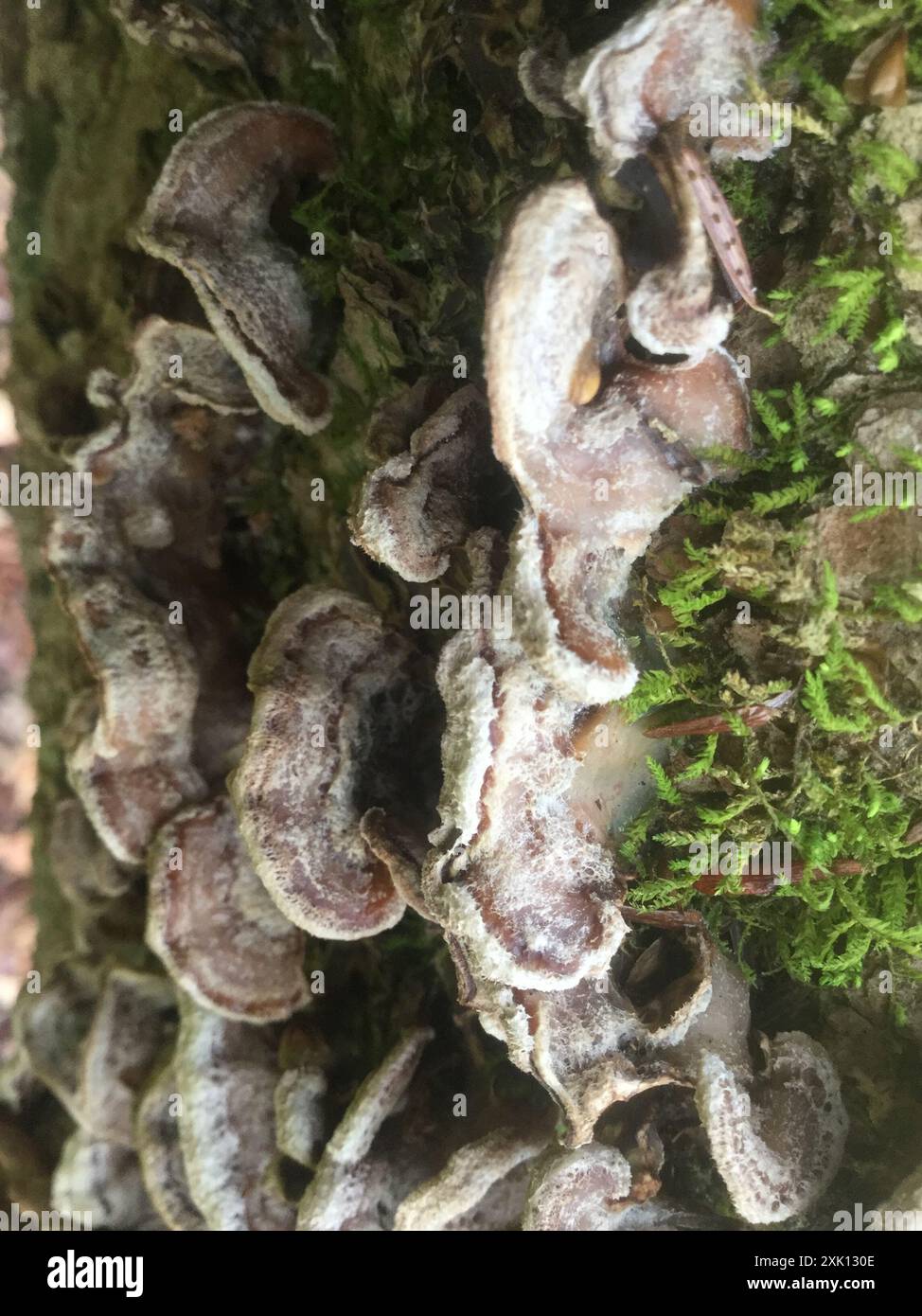 white-rot fungus (Punctularia strigosozonata) Fungi Stock Photo - Alamy