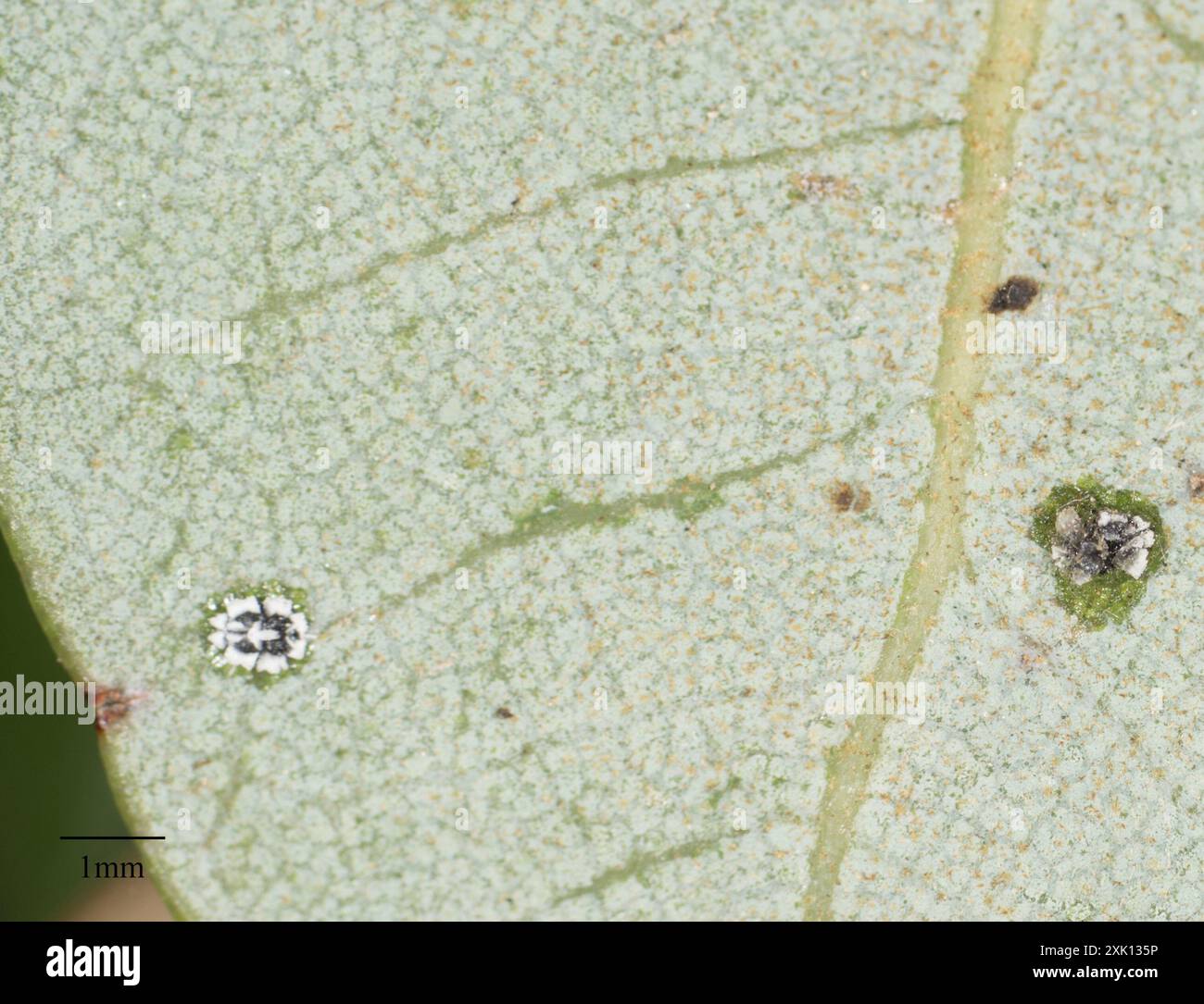 Crown Whitefly (Aleuroplatus coronata) Insecta Stock Photo - Alamy