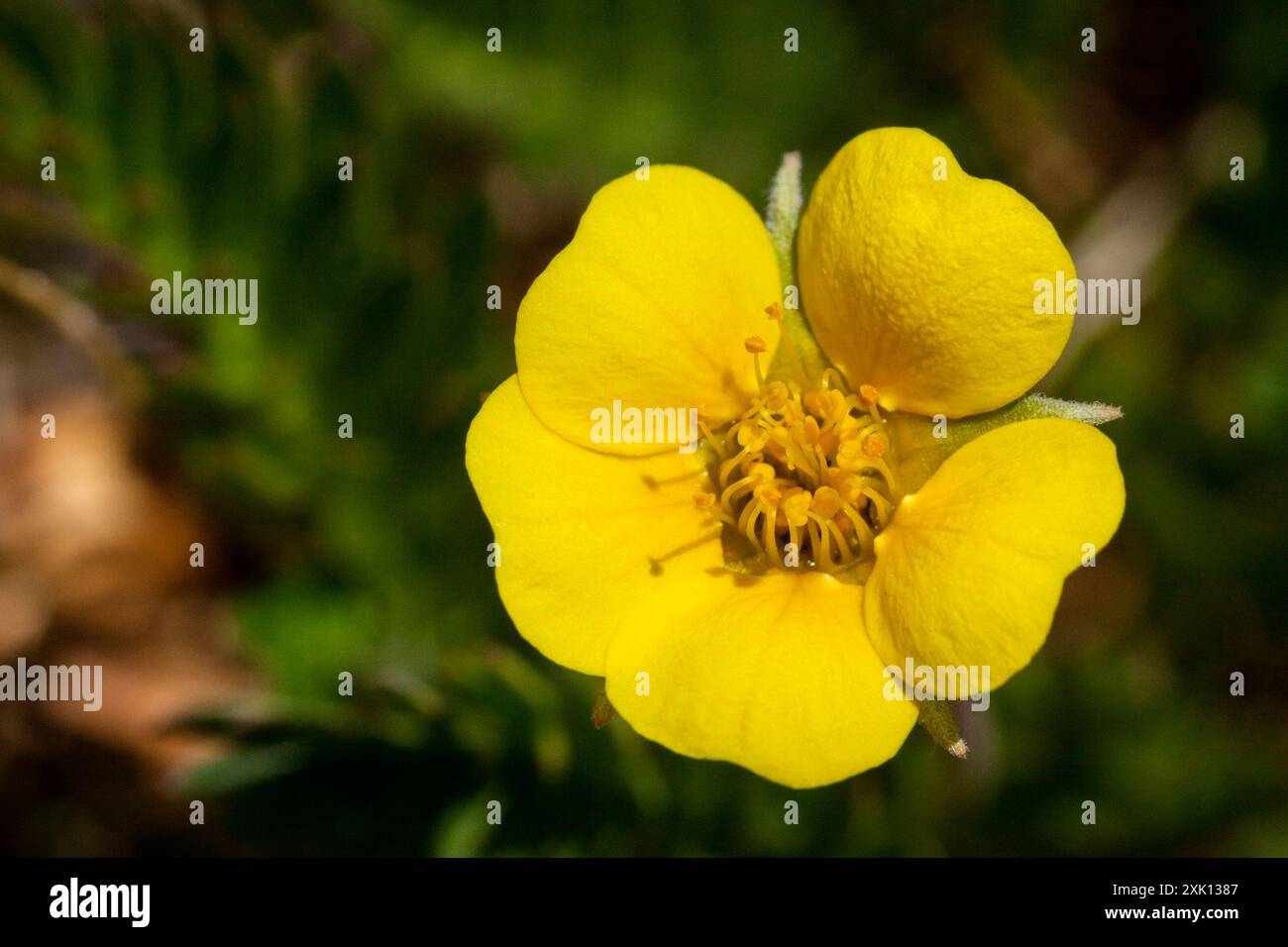 Ross' Avens (Geum rossii) Plantae Stock Photo - Alamy
