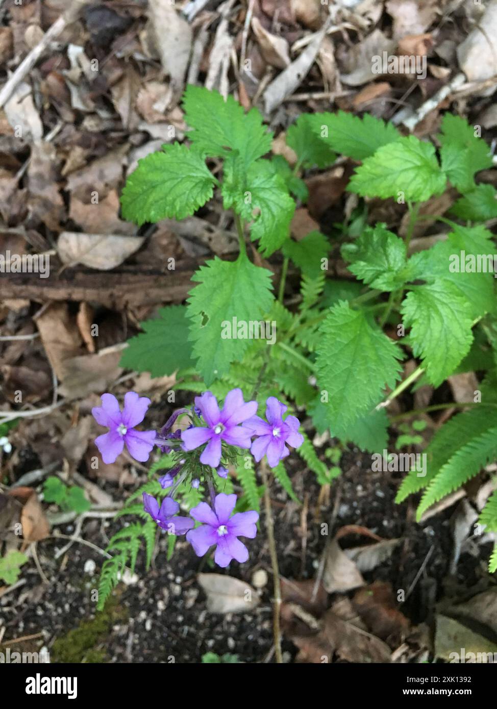 rose vervain (Glandularia canadensis) Plantae Stock Photo - Alamy