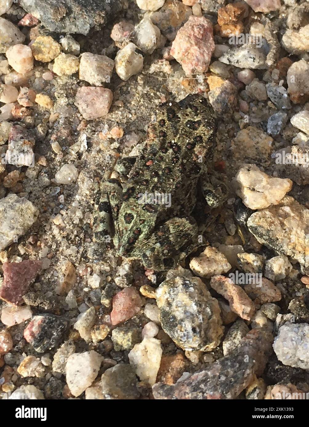 Western Toad (Anaxyrus boreas) Amphibia Stock Photo - Alamy