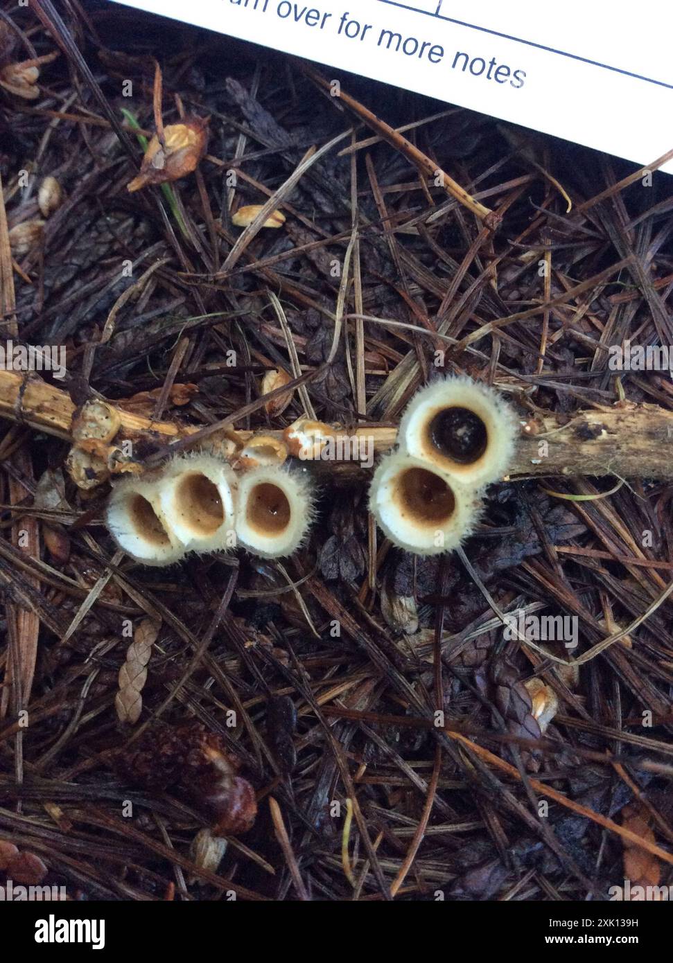 woolly bird's nest fungus (Nidula niveotomentosa) Fungi Stock Photo - Alamy
