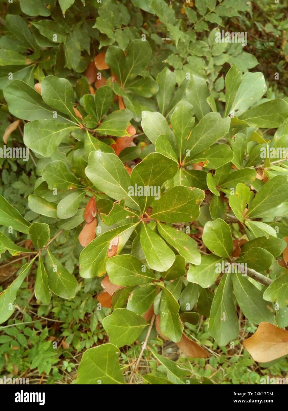 water oak (Quercus nigra) Plantae Stock Photo - Alamy