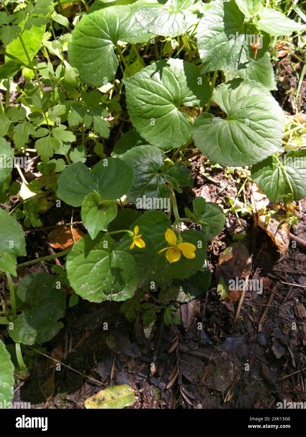 stream violet (Viola glabella) Plantae Stock Photo - Alamy