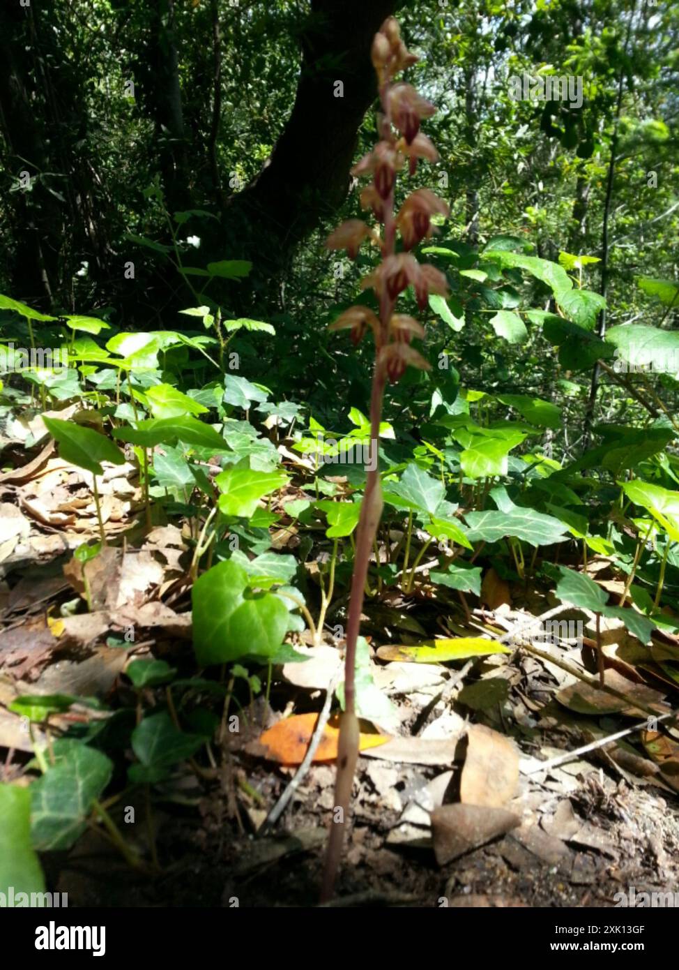 Striped Coralroot (Corallorhiza striata) Plantae Stock Photo - Alamy