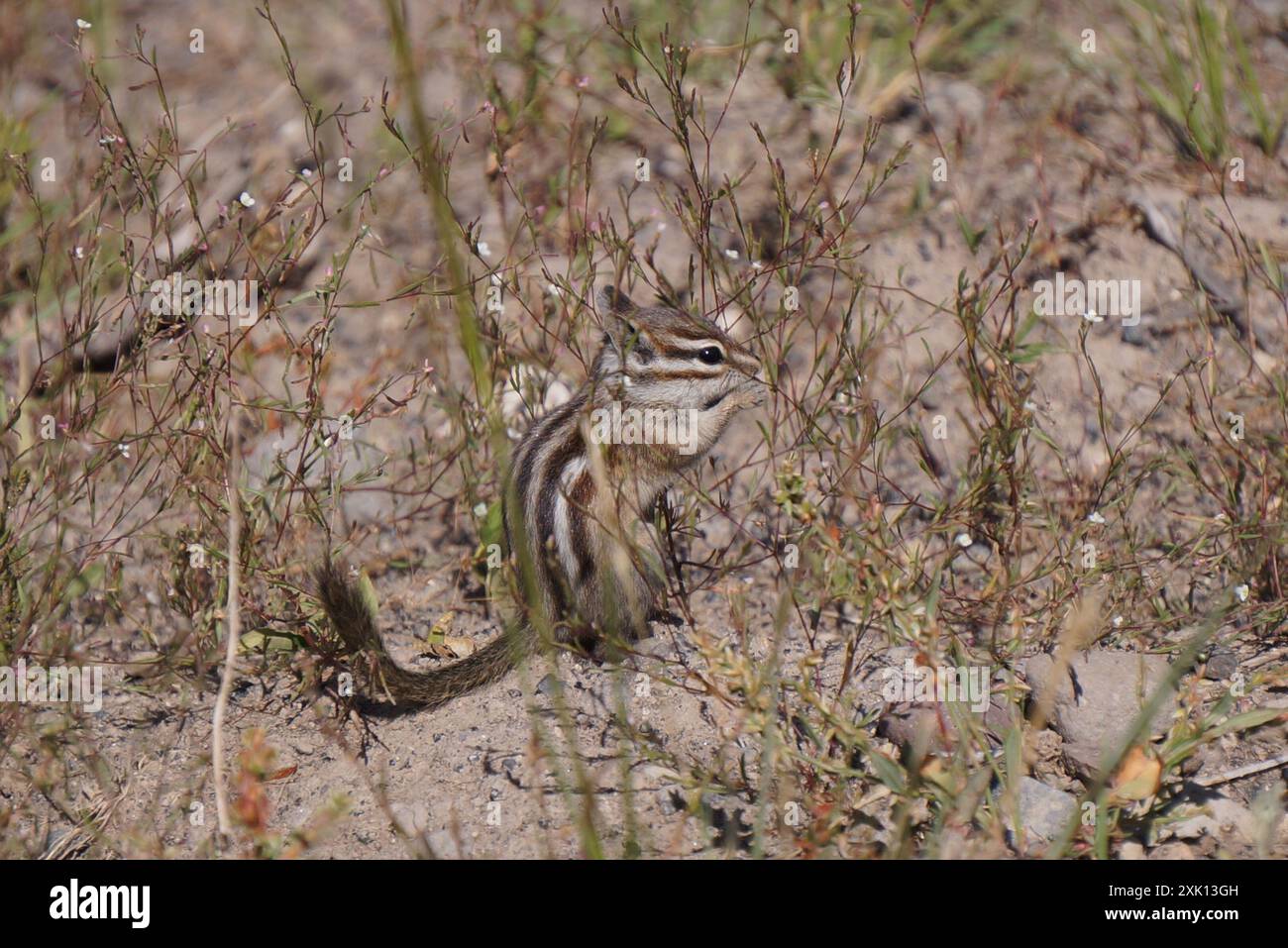 Least Chipmunk (Neotamias minimus) Mammalia Stock Photo - Alamy