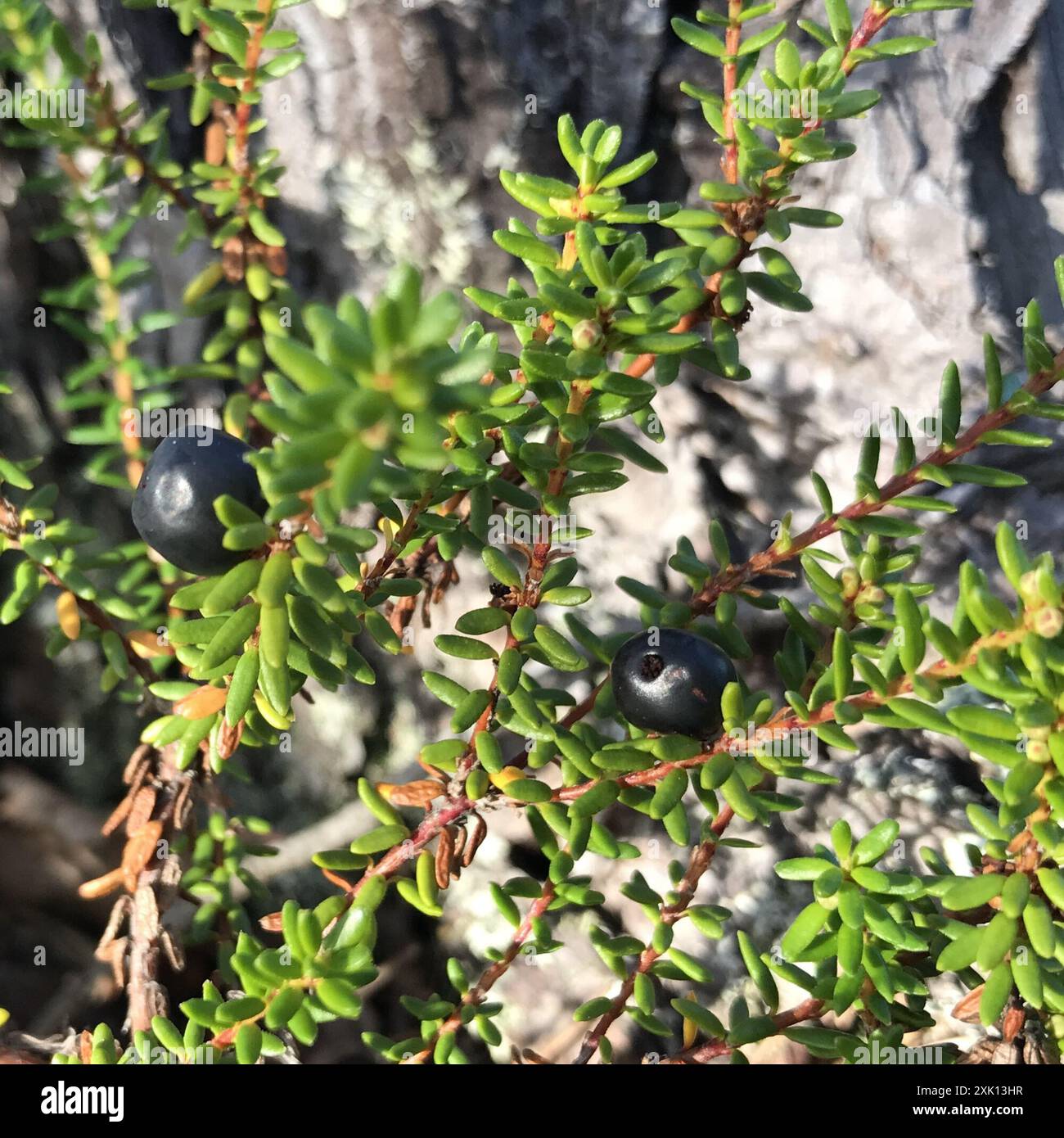 black crowberry (Empetrum nigrum) Plantae Stock Photo - Alamy