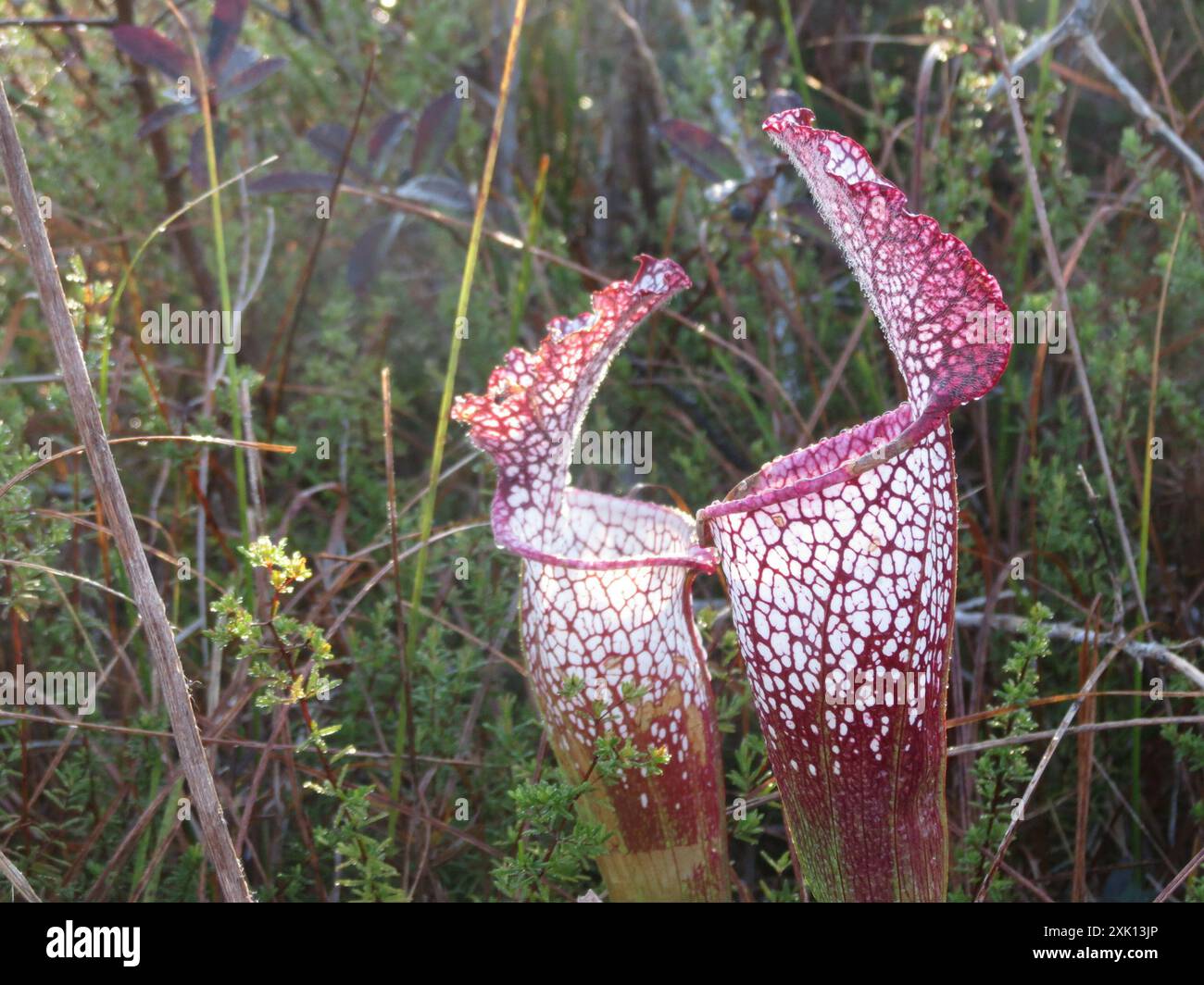 white pitcher plant (Sarracenia leucophylla) Plantae Stock Photo - Alamy