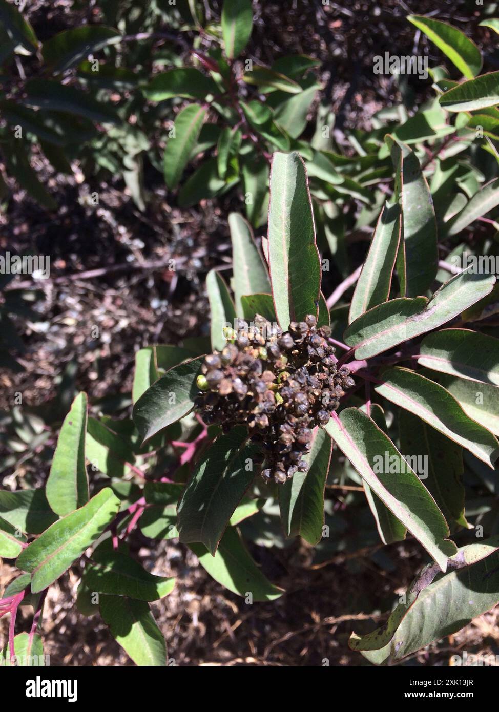 laurel sumac (Malosma laurina) Plantae Stock Photo - Alamy