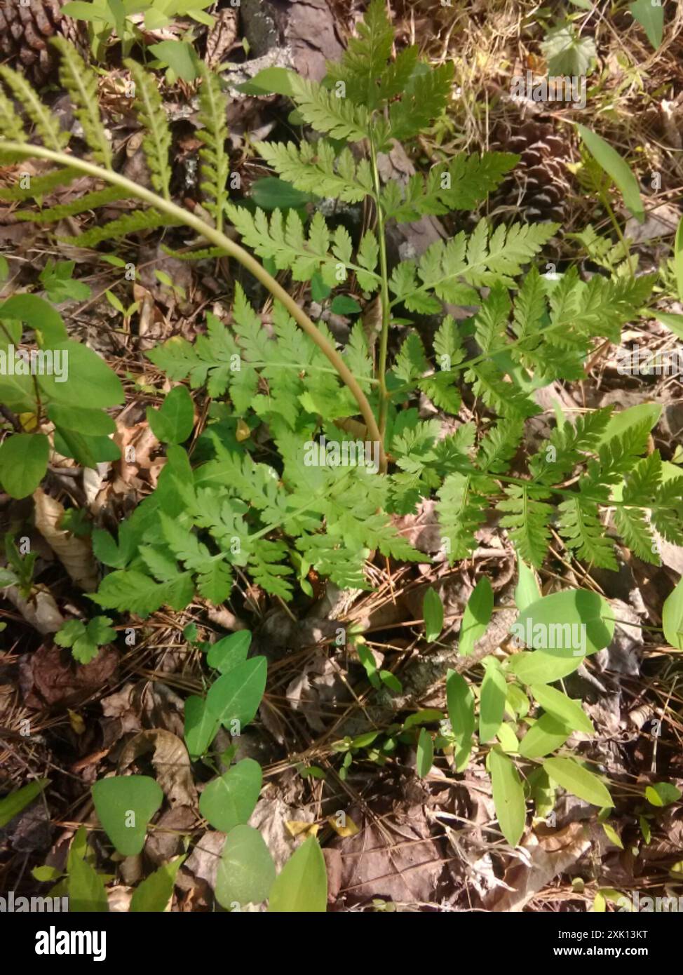 rattlesnake fern (Botrypus virginianus) Plantae Stock Photo - Alamy