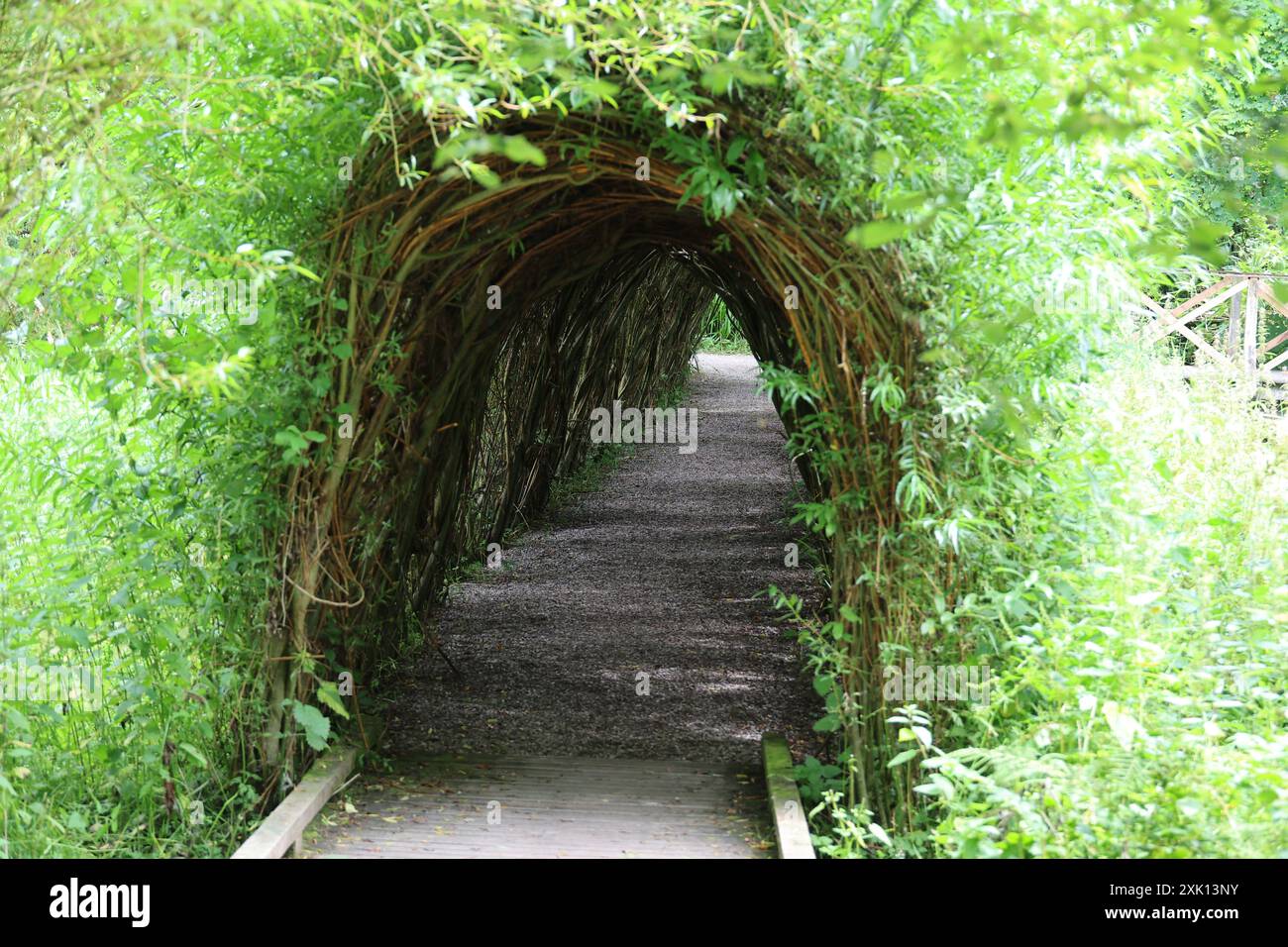 Tree in the jungle at Blarney Castle in Blarney, County Cork, Ireland ...