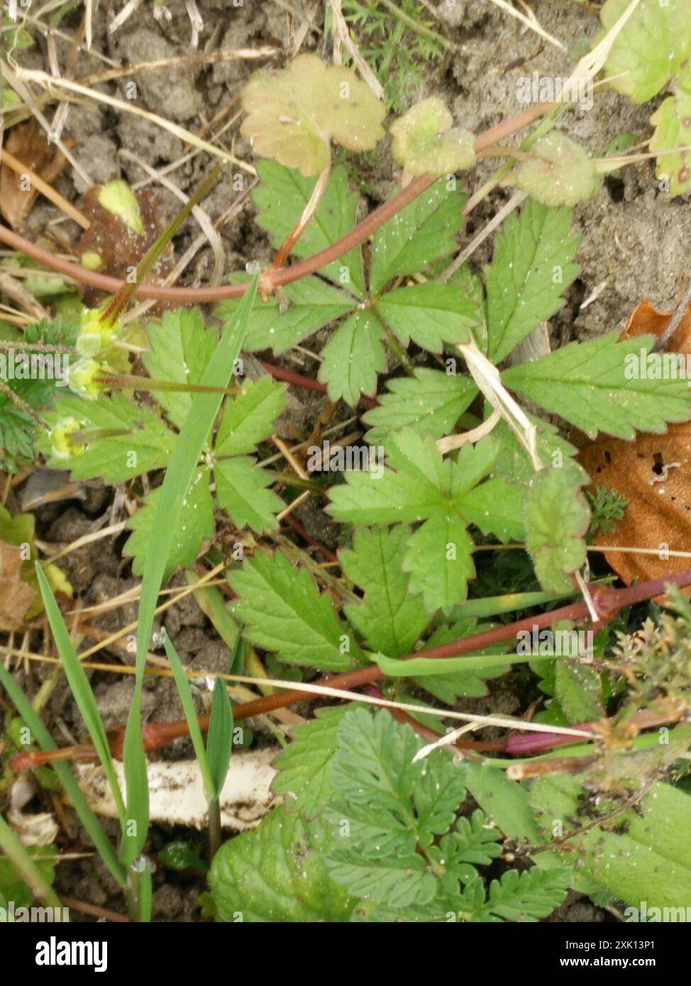 Creeping cinquefoil (Potentilla reptans) Plantae Stock Photo - Alamy