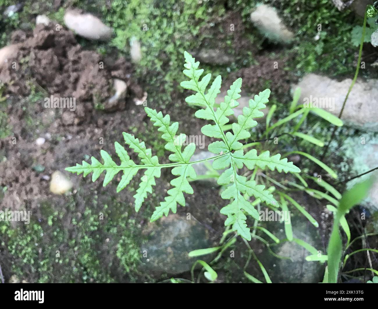 goldback fern (Pentagramma triangularis) Plantae Stock Photo - Alamy