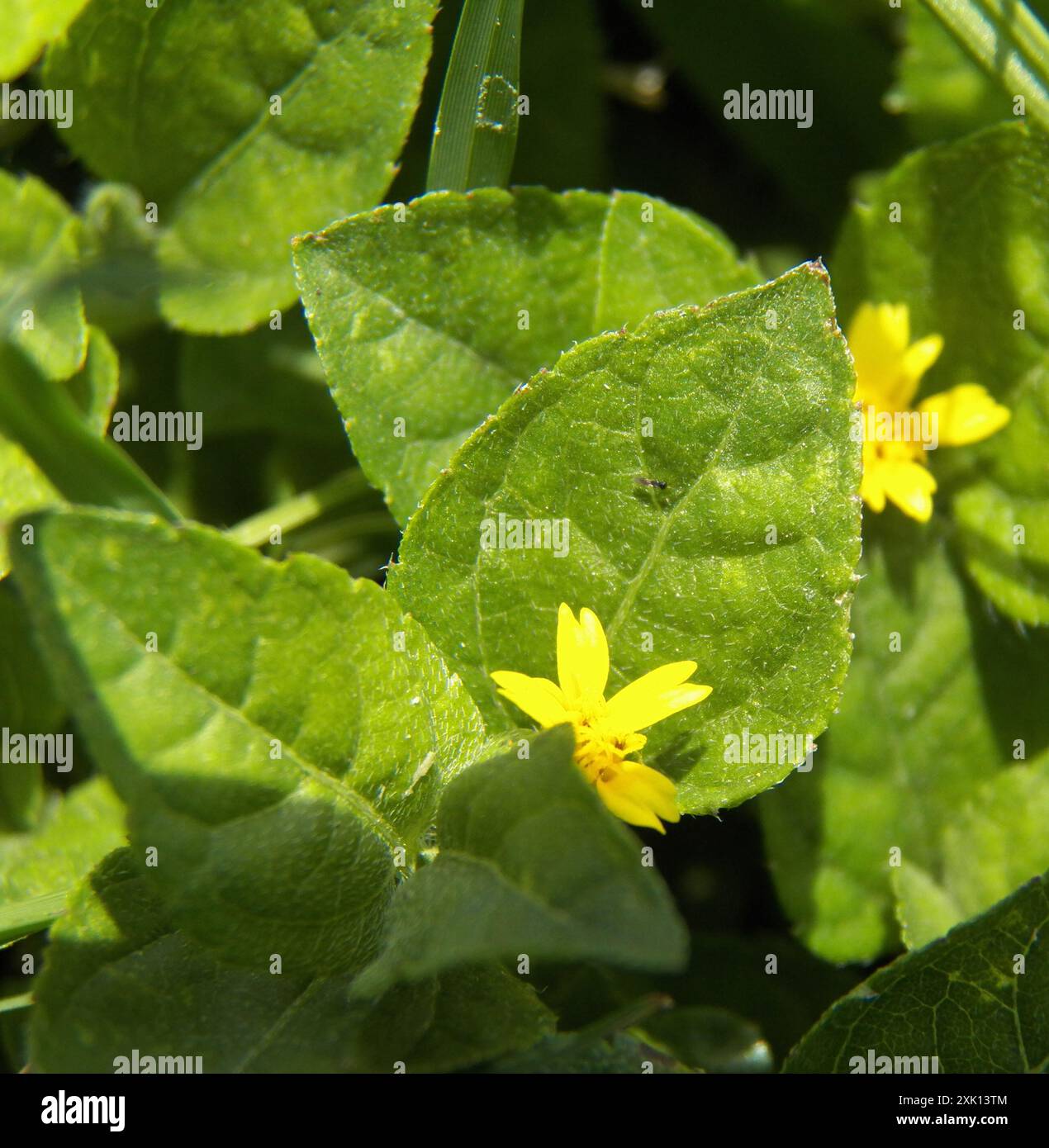 straggler daisy (Calyptocarpus vialis) Plantae Stock Photo - Alamy