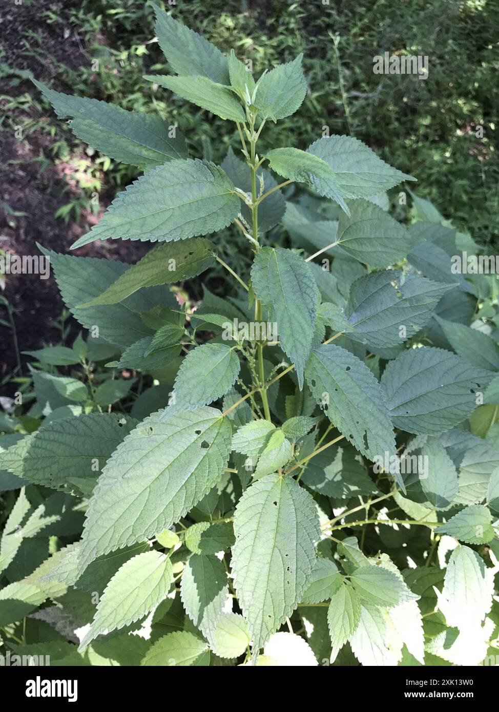 false nettle (Boehmeria cylindrica) Plantae Stock Photo - Alamy