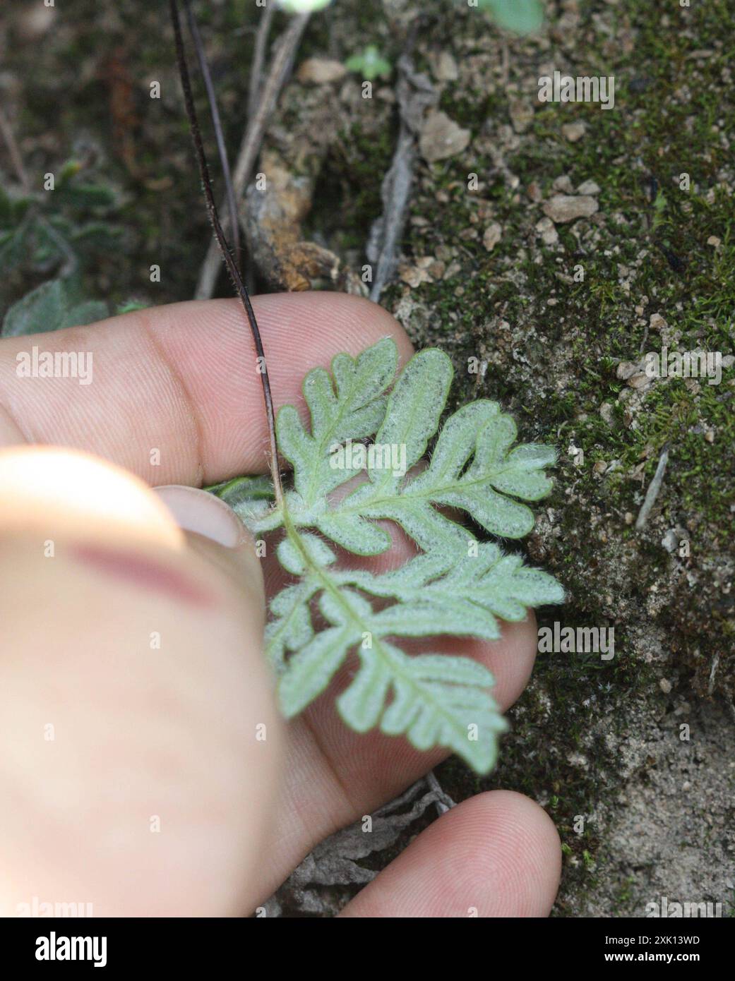 copper fern (Bommeria hispida) Plantae Stock Photo - Alamy