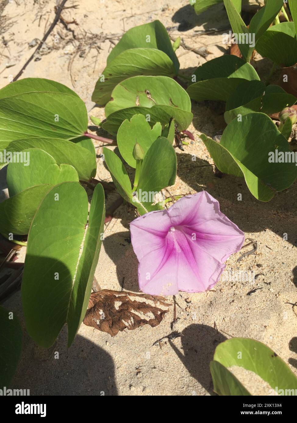 beach pea (Vigna marina) Plantae Stock Photo - Alamy