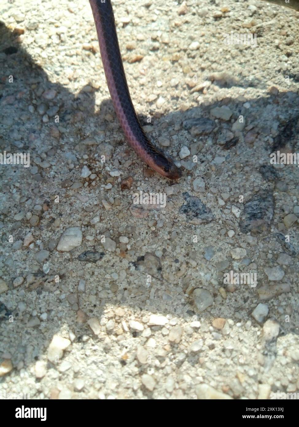 Eastern Worm Snake (Carphophis amoenus) Reptilia Stock Photo - Alamy