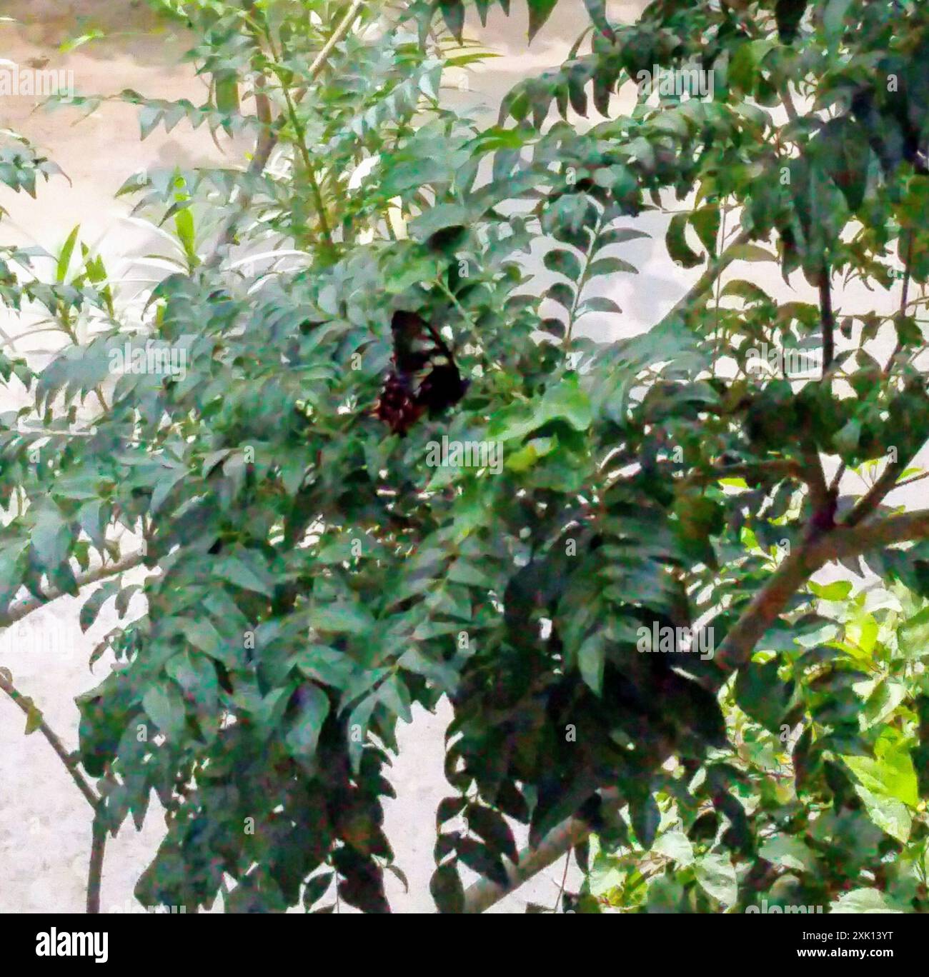 Common Mormon Swallowtail (Papilio polytes) Insecta Stock Photo - Alamy