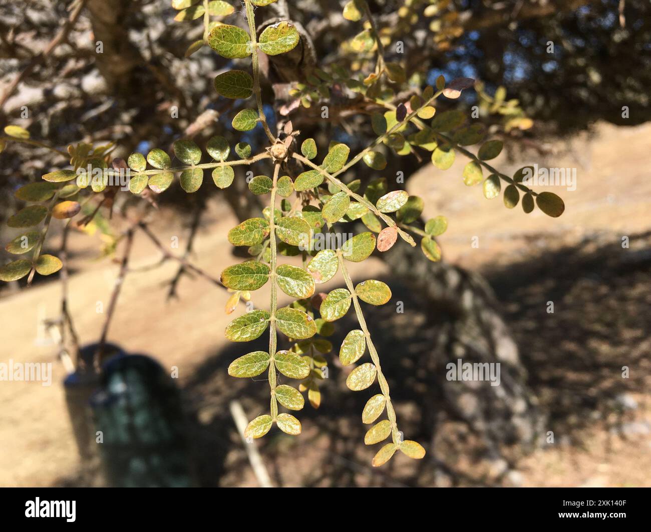 Lime Prickly-ash (Zanthoxylum fagara) Plantae Stock Photo - Alamy