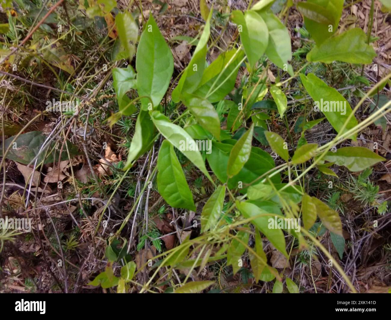 cross vine (Bignonia capreolata) Plantae Stock Photo - Alamy