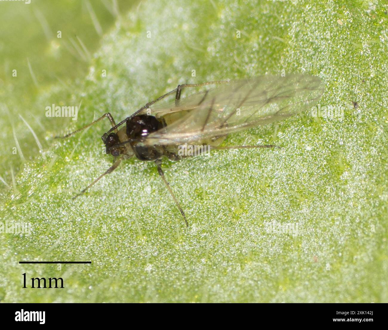 Turnip Aphid (Lipaphis pseudobrassicae) Insecta Stock Photo - Alamy
