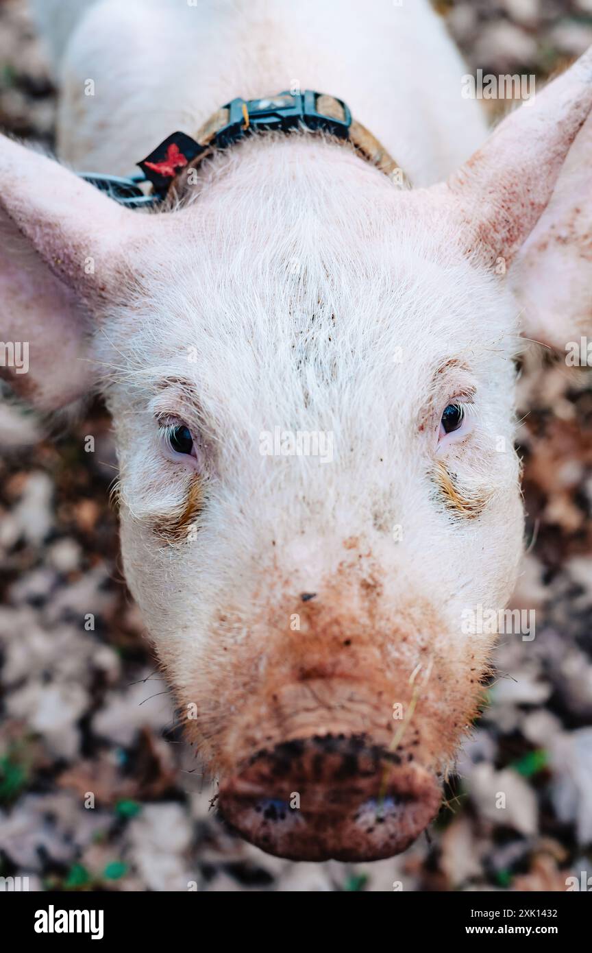 Rural france winter pig hi-res stock photography and images - Alamy