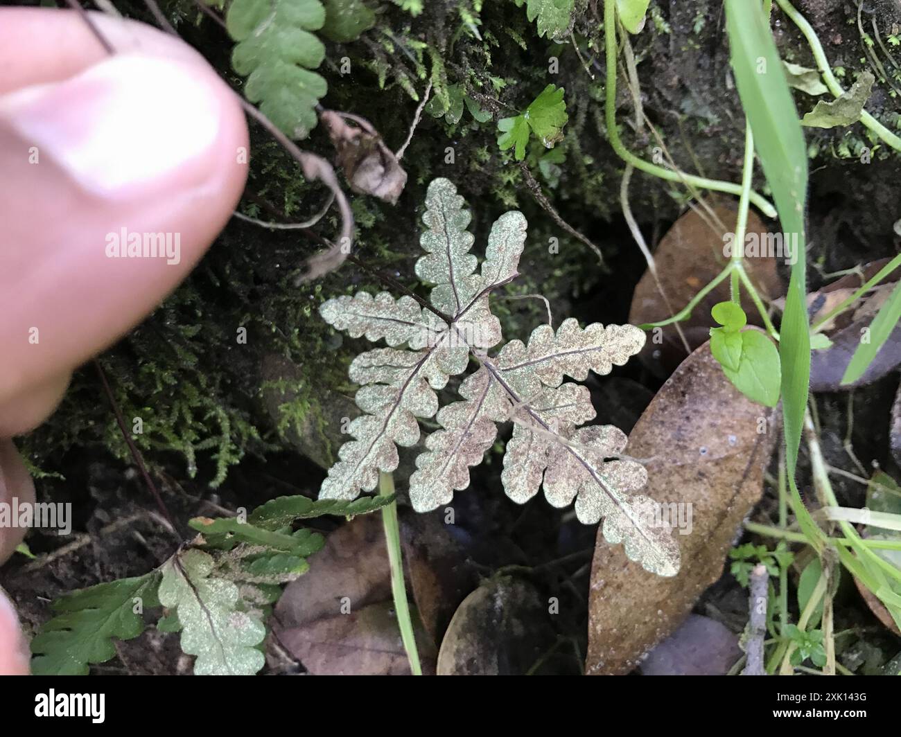 goldback fern (Pentagramma triangularis) Plantae Stock Photo - Alamy