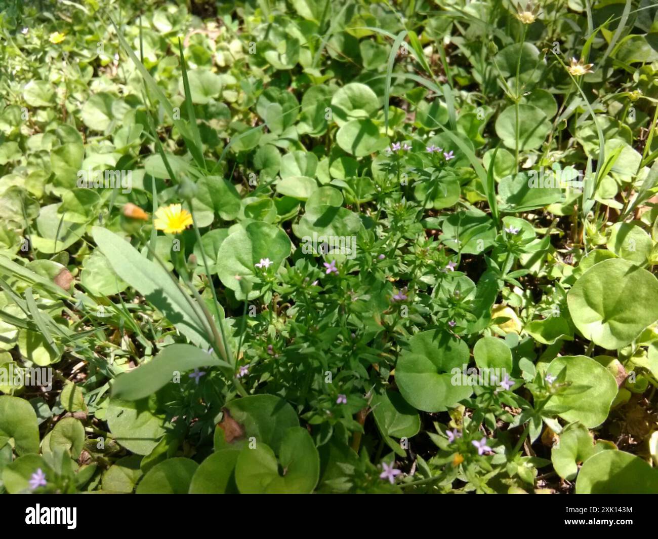 Field madder (Sherardia arvensis) Plantae Stock Photo - Alamy