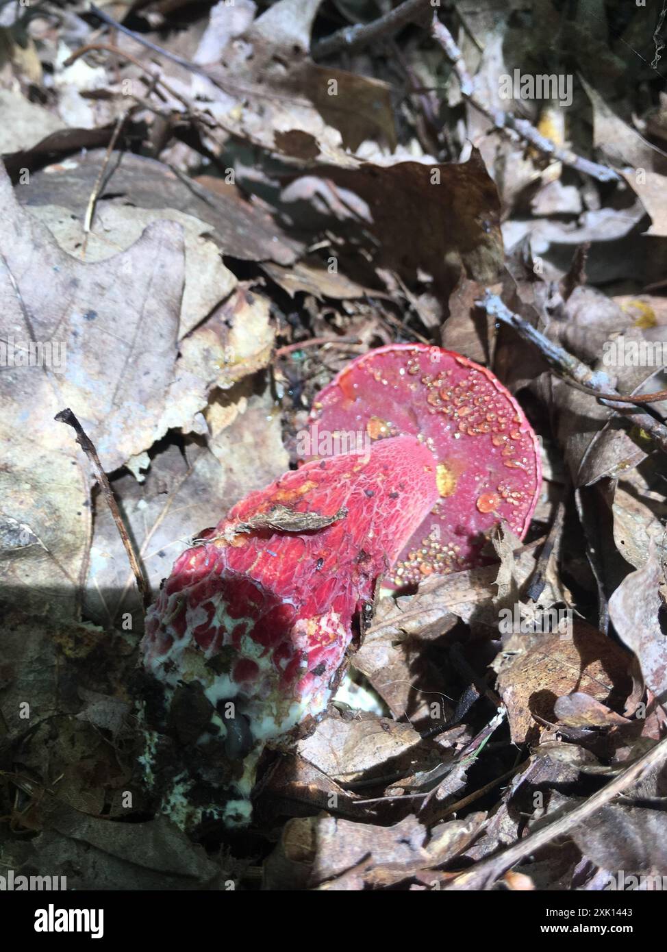 Frost's Bolete (Exsudoporus frostii) Fungi Stock Photo - Alamy