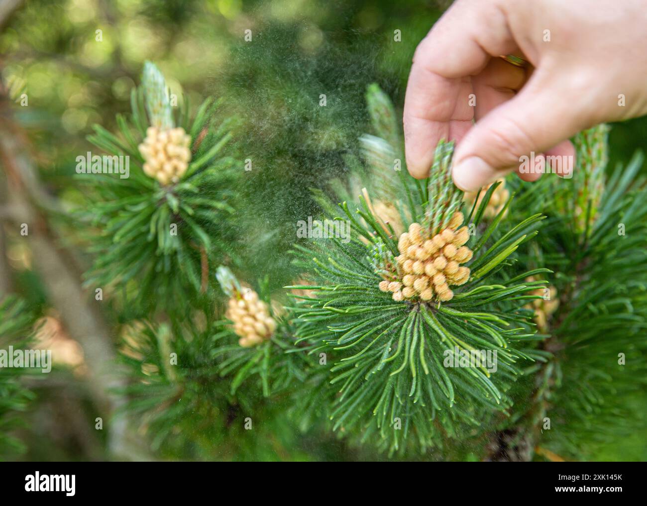 Close up view of person hand shaking pine tree branch and pine tree ...
