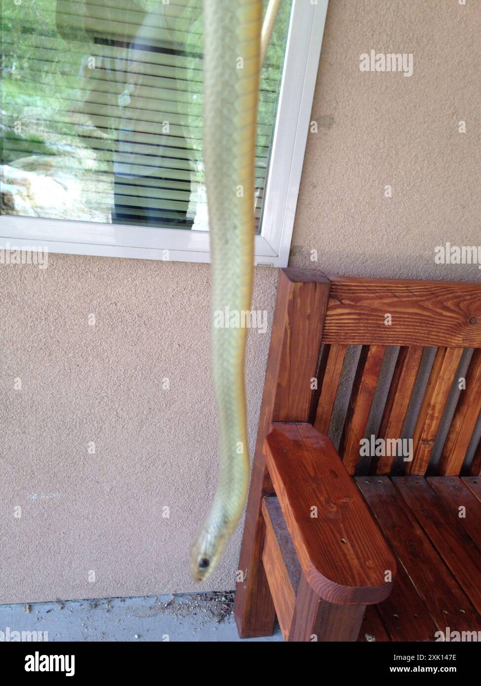 Western Yellow-bellied Racer (Coluber constrictor mormon) Reptilia ...