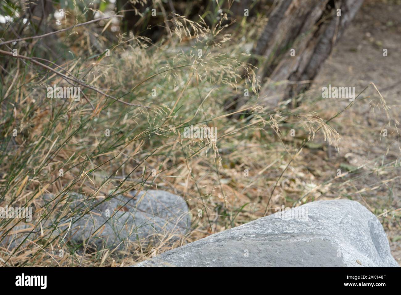 Smilo Grass (Oloptum miliaceum) Plantae Stock Photo - Alamy