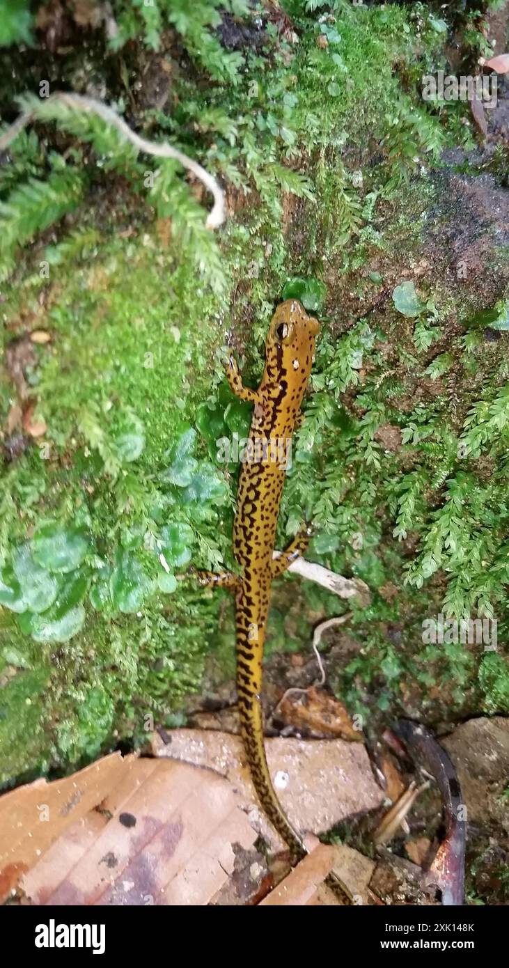 Long-tailed Salamander (Eurycea longicauda) Amphibia Stock Photo - Alamy