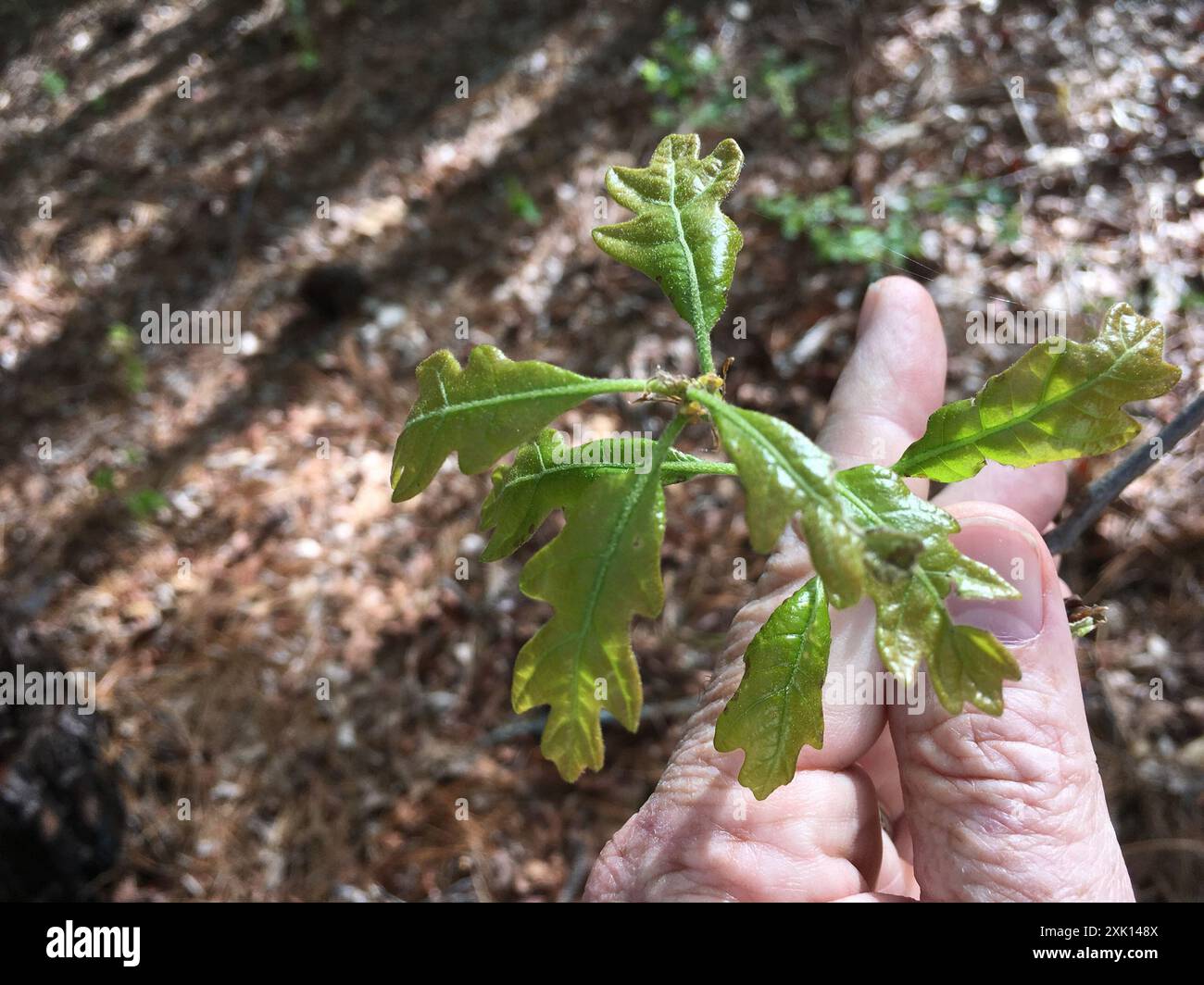 sand post oak (Quercus margaretiae) Plantae Stock Photo - Alamy