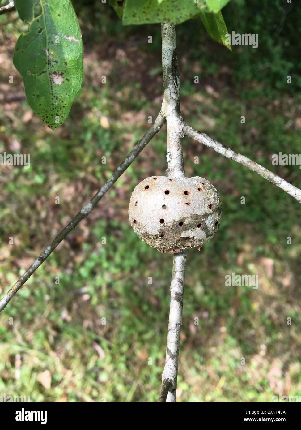 Gall Wasps (Cynipidae) Insecta Stock Photo - Alamy