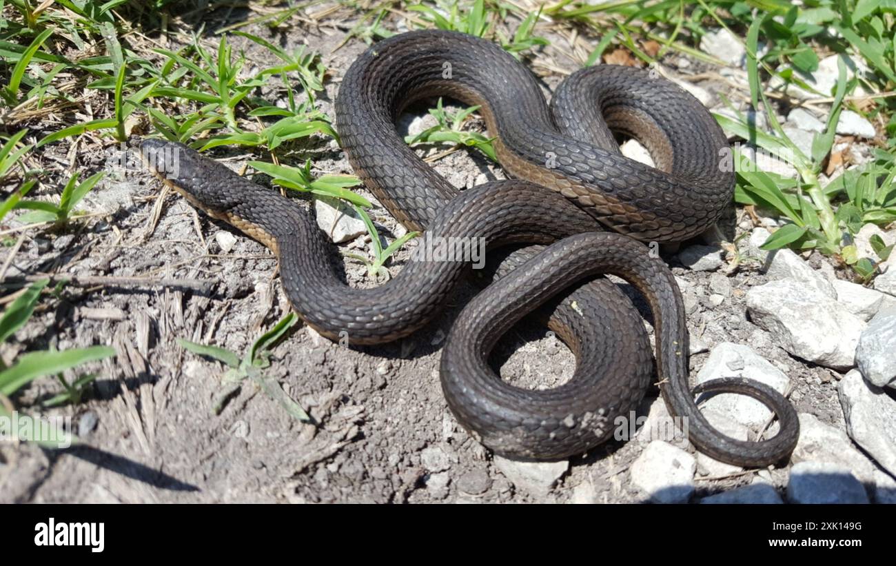 Crayfish snake hi-res stock photography and images - Alamy