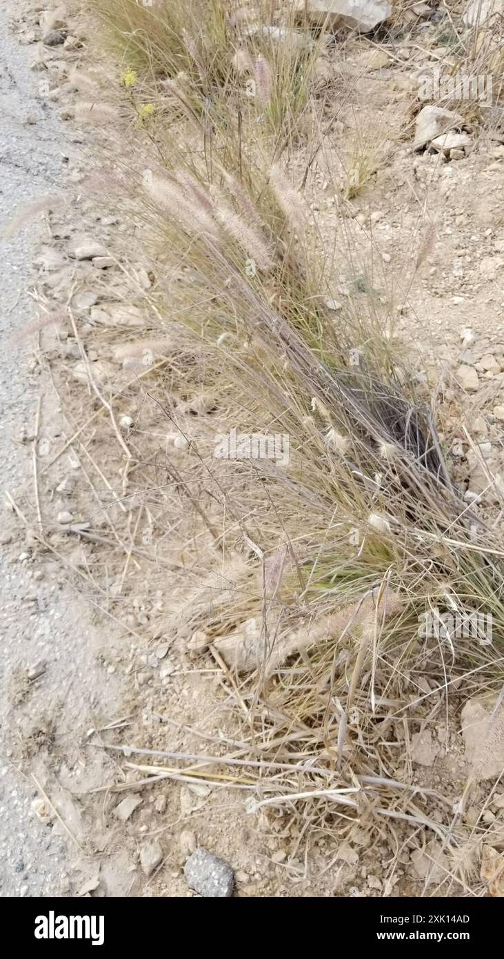 Fountain Grass (Cenchrus setaceus) Plantae Stock Photo - Alamy